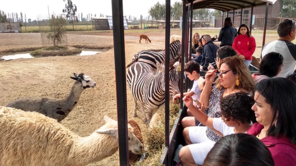 PARQUE SAFARI 🦁 vale a pena ir Neste post te contamos.